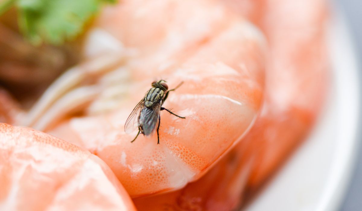 11 Types Of Flies & A Guide To Identifying Them – Nayturr