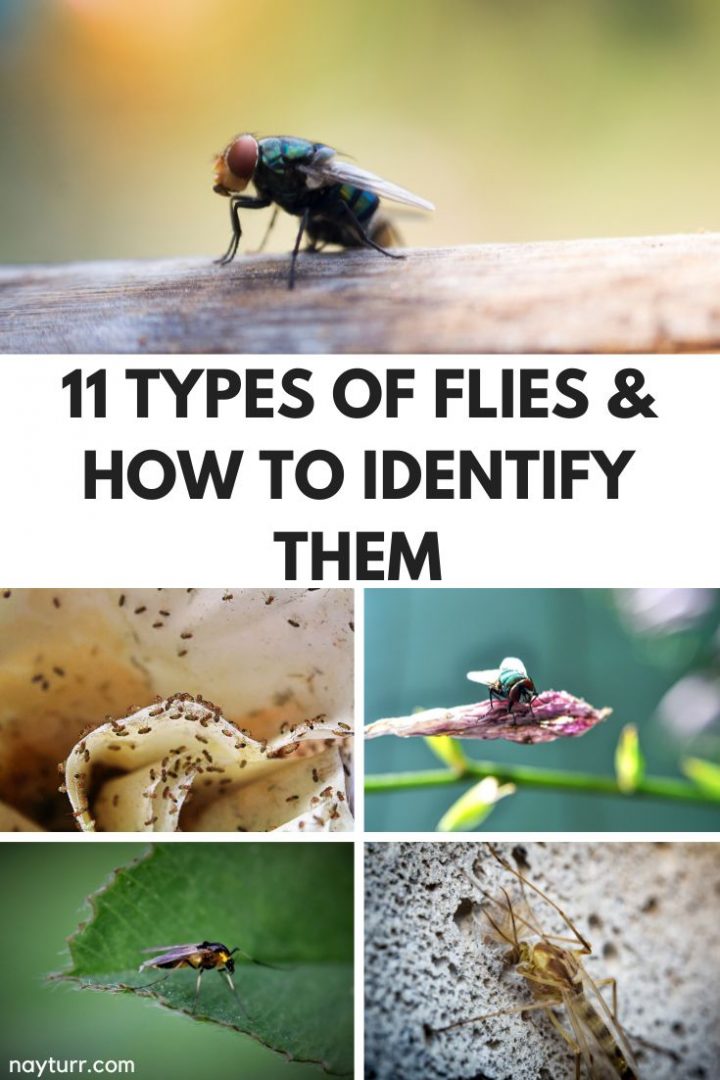 11 Types Of Flies & A Guide To Identifying Them – Nayturr