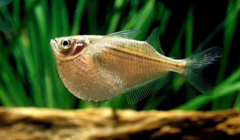 15 Types of Freshwater Fish: Characteristics & Care Guides – Nayturr