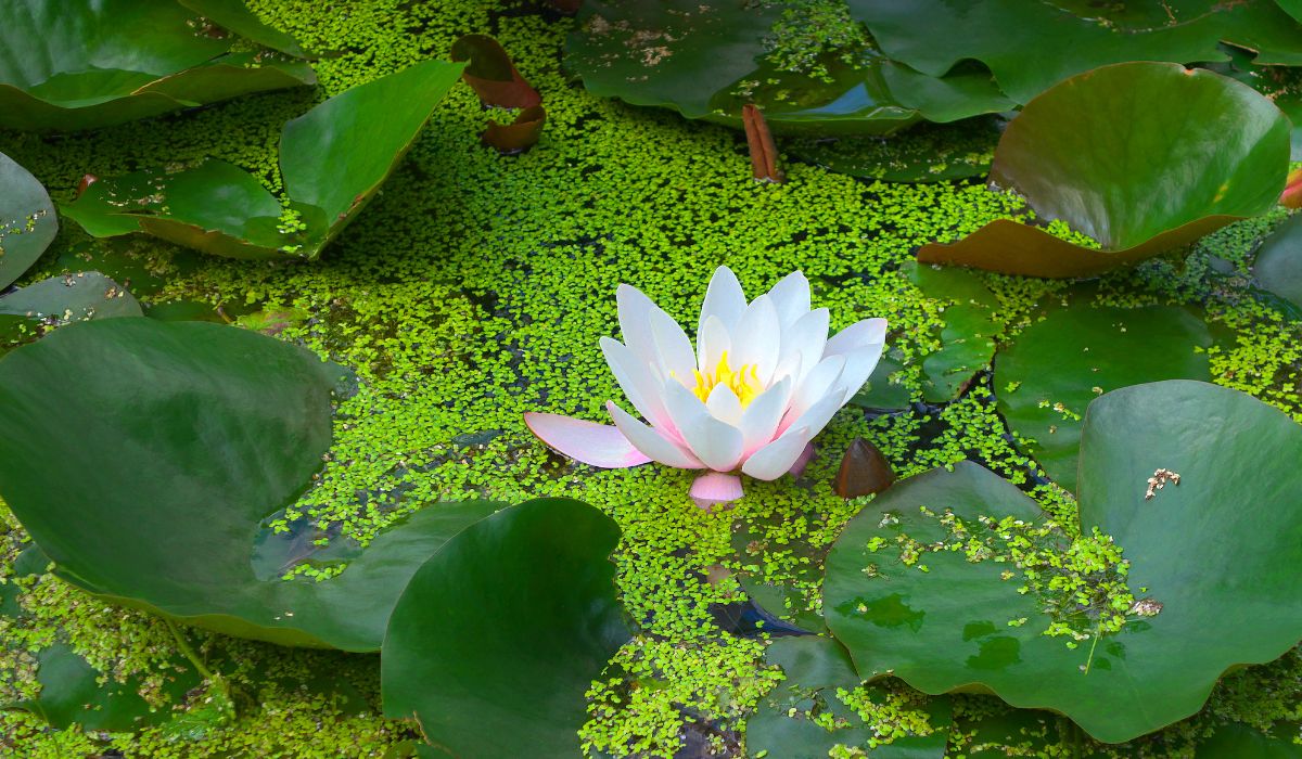 How to Look After Goldfish in a Pond: The Ultimate Guide – Nayturr