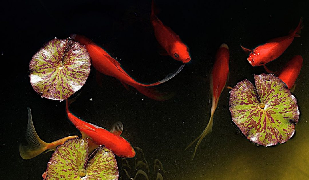 How to Look After Goldfish in a Pond: The Ultimate Guide – Nayturr