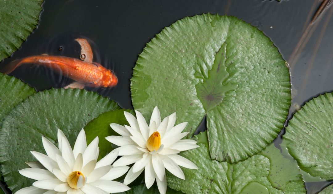 How to Look After Goldfish in a Pond: The Ultimate Guide – Nayturr