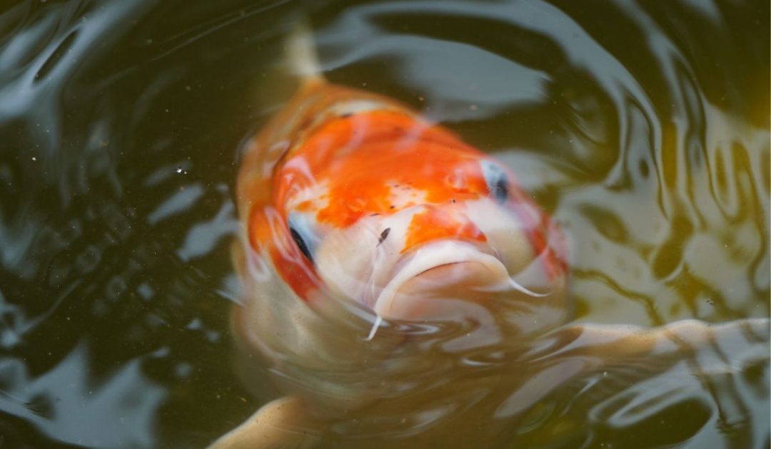 How to Look After Goldfish in a Pond: The Ultimate Guide – Nayturr