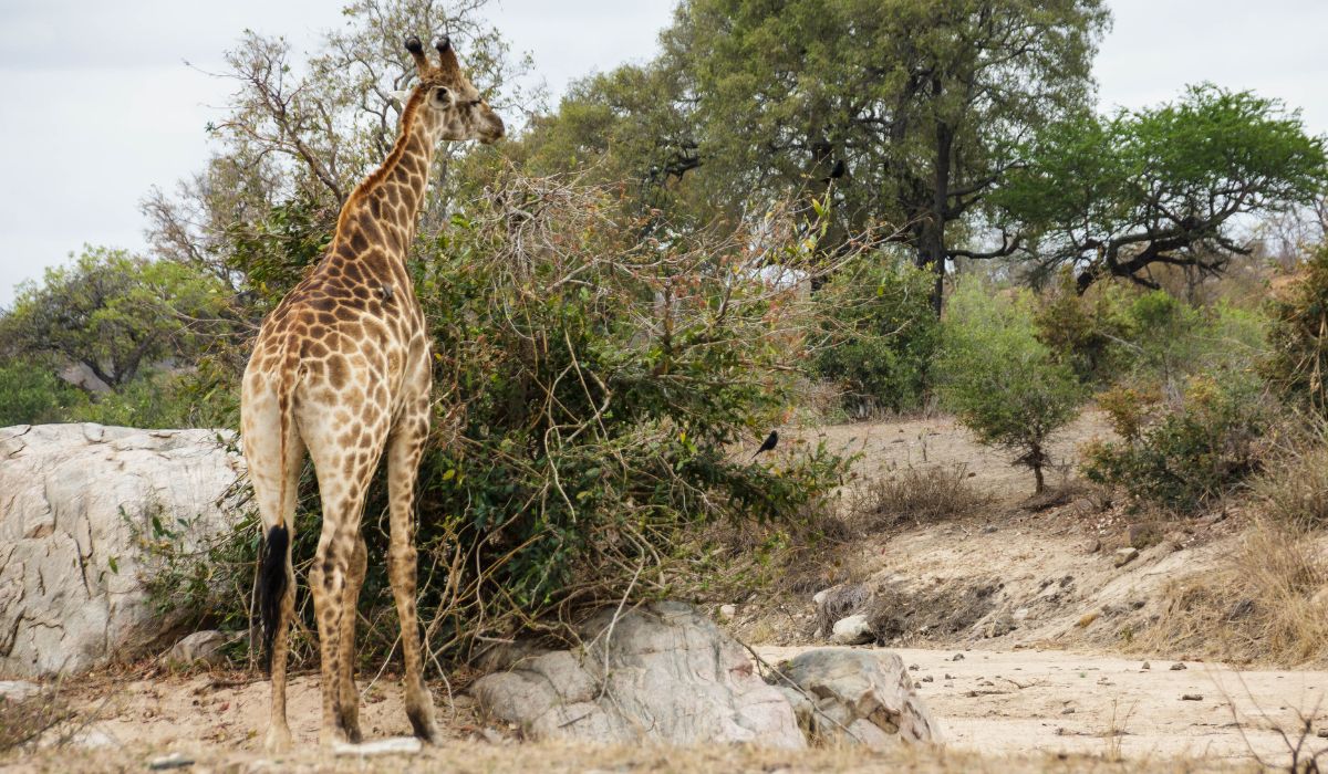 10 Animals with the Longest Tails: Pictures Included – Nayturr