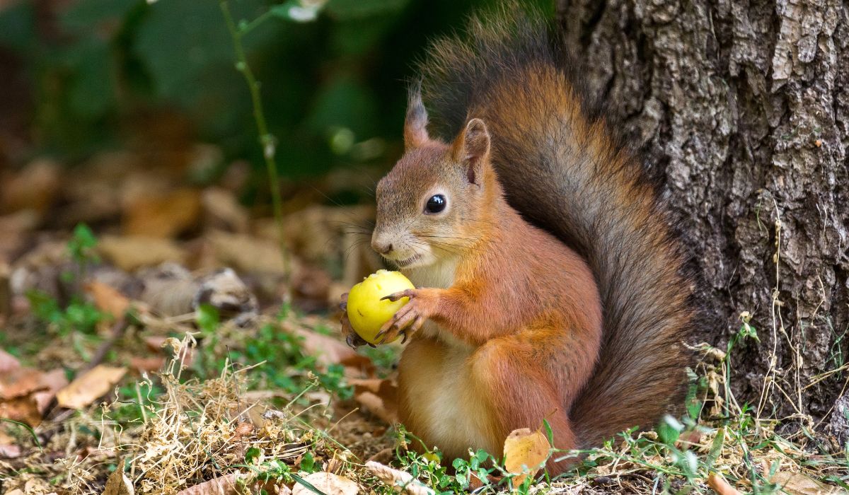 10 Animals with the Longest Tails: Pictures Included – Nayturr