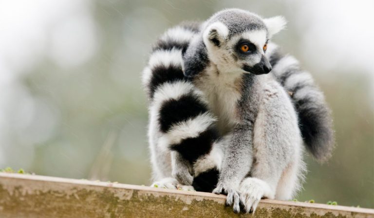 10 Animals with the Longest Tails: Pictures Included – Nayturr