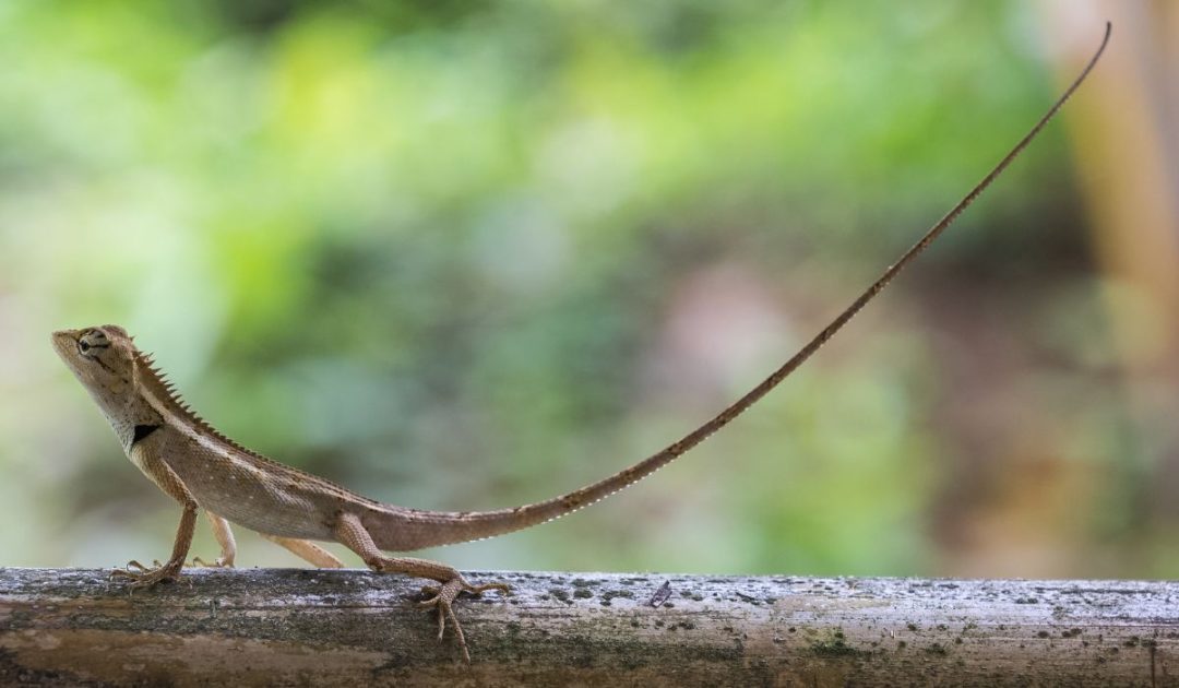 10 Animals with the Longest Tails: Pictures Included – Nayturr