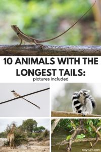10 Animals with the Longest Tails: Pictures Included – Nayturr