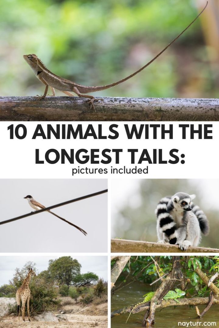 10 Animals with the Longest Tails: Pictures Included – Nayturr