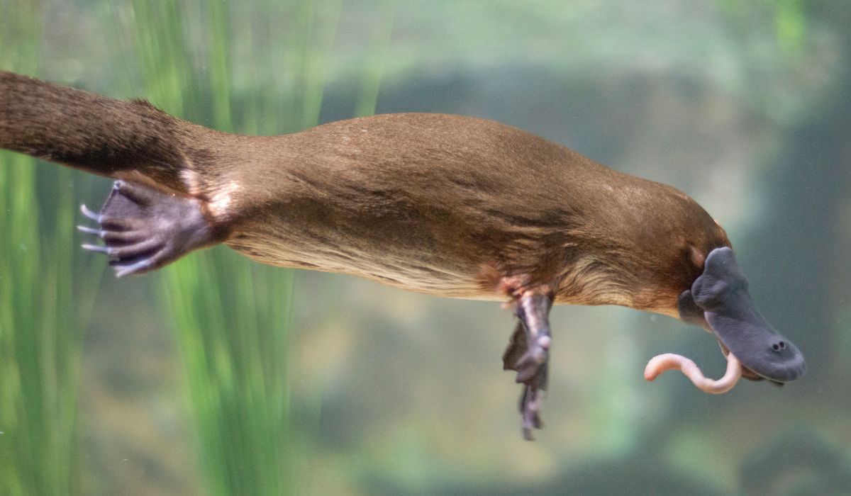 Animals Without a Stomach & How They Survive – Nayturr