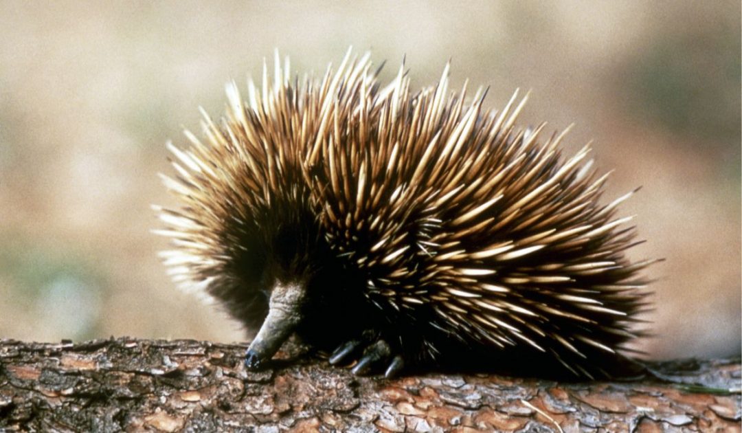 Animals Without a Stomach & How They Survive – Nayturr