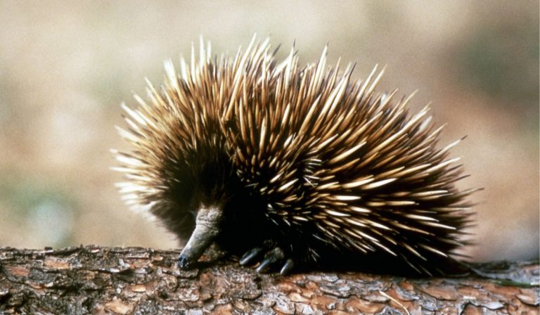 Animals Without a Stomach & How They Survive – Nayturr