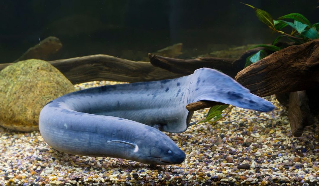 Animals Without a Stomach & How They Survive – Nayturr