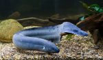 Animals Without a Stomach & How They Survive – Nayturr