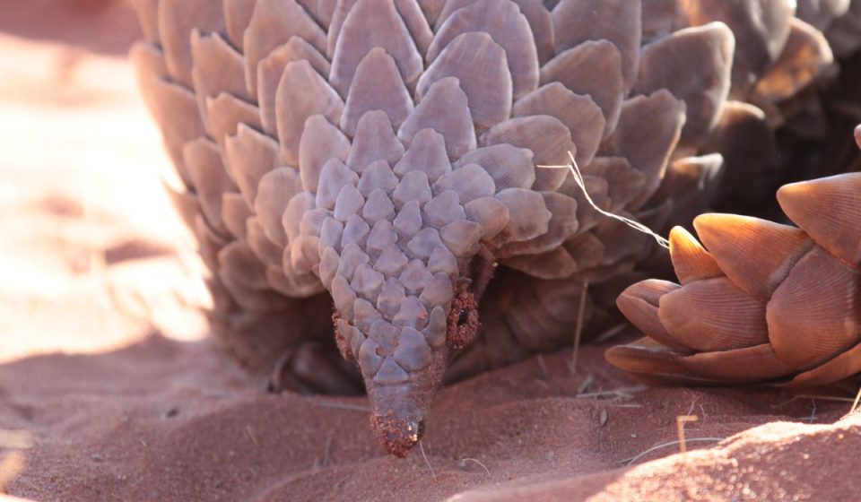 11 Animals Without Teeth & How They Survive Without Them – Nayturr