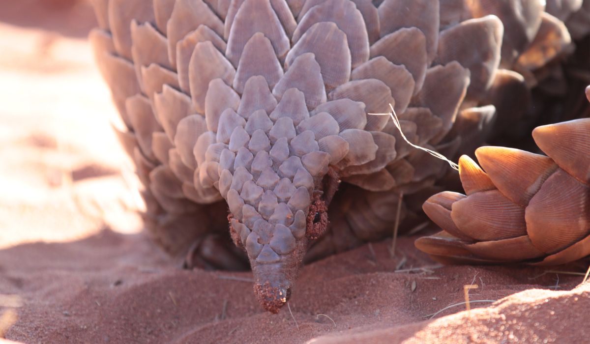 11 Animals Without Teeth & How They Survive Without Them – Nayturr