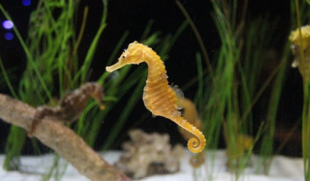 11 Animals Without Teeth & How They Survive Without Them – Nayturr