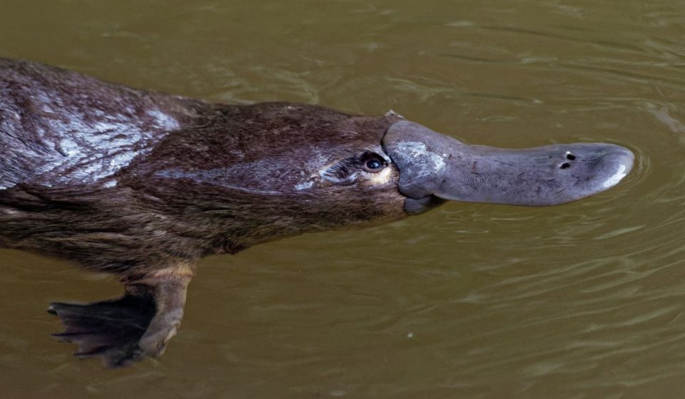 11 Animals Without Teeth & How They Survive Without Them – Nayturr