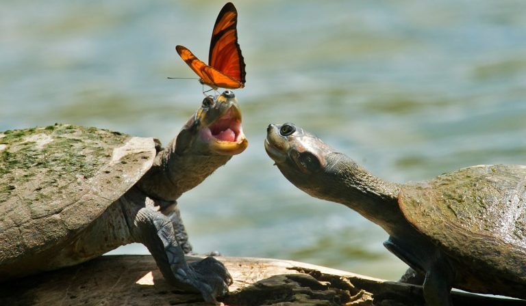 11 Animals Without Teeth & How They Survive Without Them – Nayturr