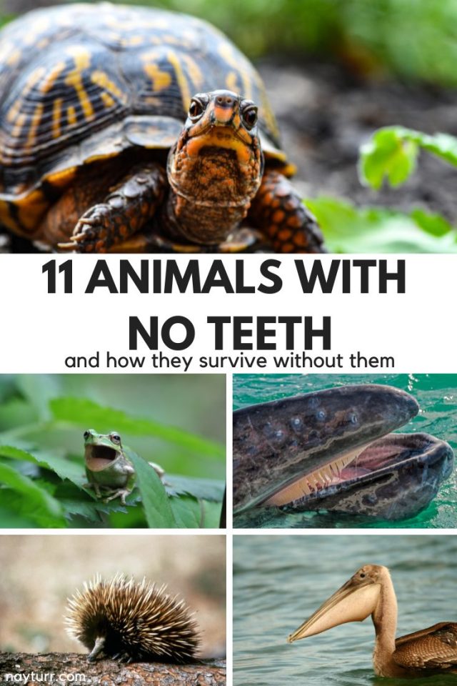 11 Animals Without Teeth & How They Survive Without Them – Nayturr