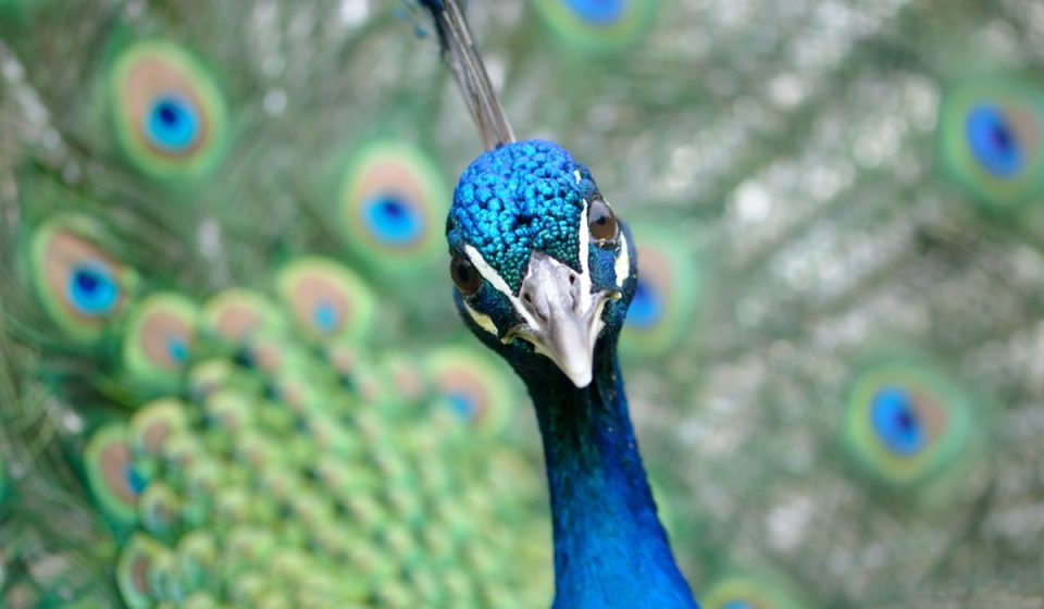 Are Peacocks Friendly to Humans? Full Behavior Guide – Nayturr