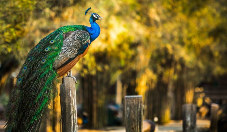 Are Peacocks Friendly to Humans? Full Behavior Guide – Nayturr