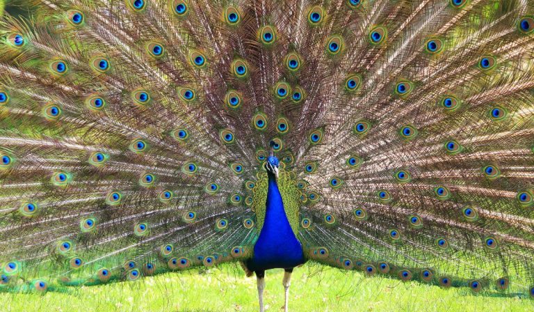 Are Peacocks Friendly to Humans? Full Behavior Guide – Nayturr