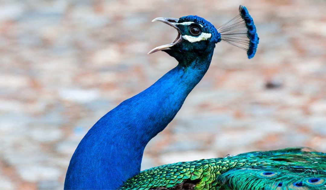 Are Peacocks Friendly to Humans? Full Behavior Guide – Nayturr