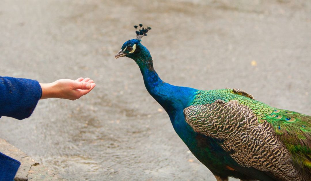 Are Peacocks Friendly to Humans? Full Behavior Guide – Nayturr