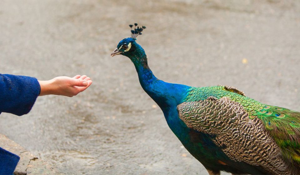 Are Peacocks Friendly to Humans? Full Behavior Guide – Nayturr