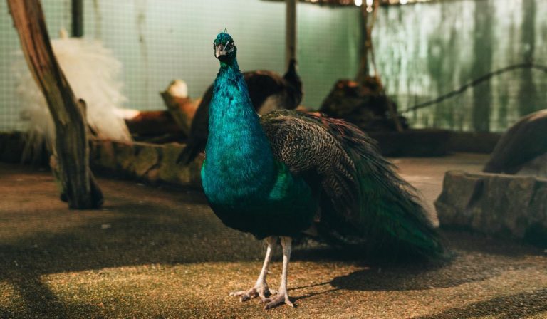 Why Do Farmers Have Peacocks? 8 Reasons They’re Good for Farming – Nayturr