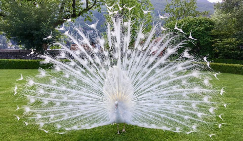 Why Do Farmers Have Peacocks? 8 Reasons They’re Good for Farming – Nayturr