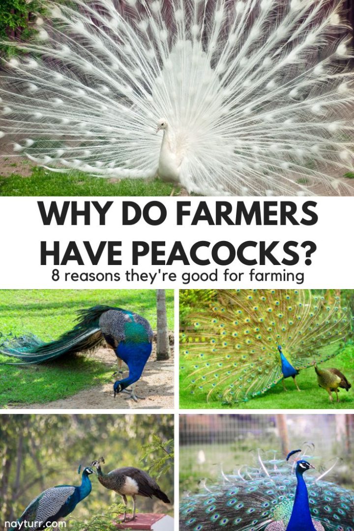 Why Do Farmers Have Peacocks? 8 Reasons They’re Good for Farming – Nayturr