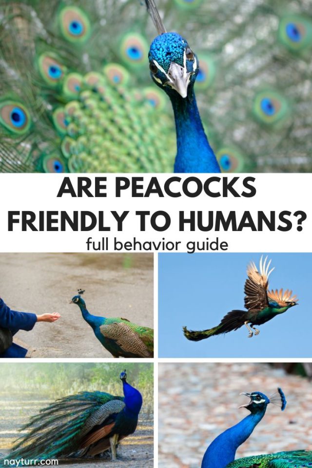 Are Peacocks Friendly to Humans? Full Behavior Guide – Nayturr