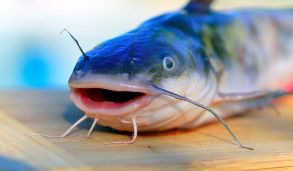 How To Look After Yard Pond Fish: The Ultimate Guide – Nayturr