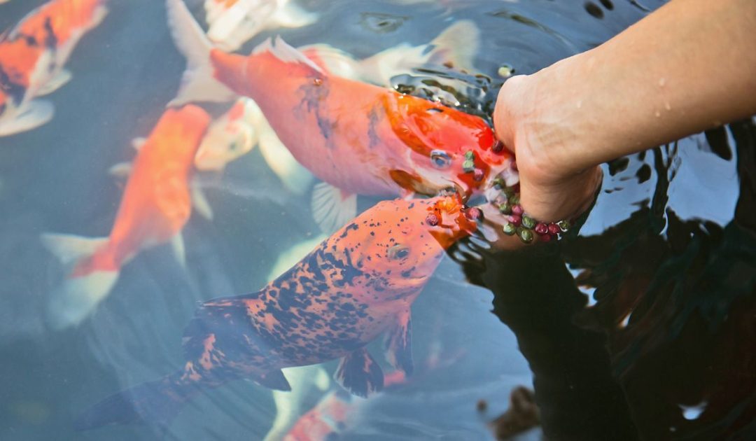 How To Look After Yard Pond Fish: The Ultimate Guide – Nayturr