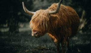 12 Animals You Can Ride: Ranked in Order of Most Unusual – Nayturr