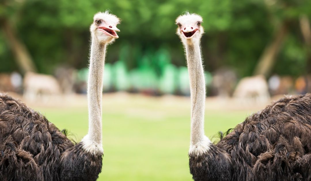 12 Animals You Can Ride: Ranked in Order of Most Unusual – Nayturr