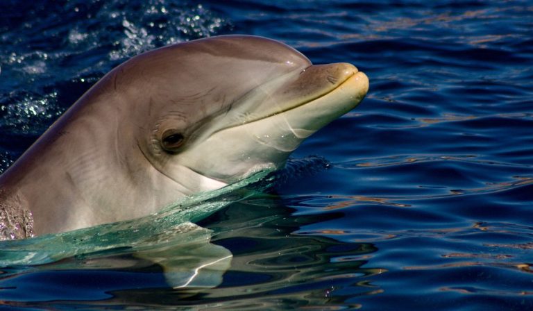 12 Animals You Can Ride: Ranked in Order of Most Unusual – Nayturr