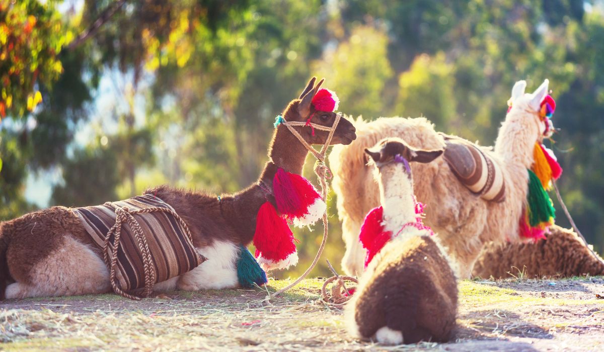 12 Animals You Can Ride: Ranked in Order of Most Unusual – Nayturr