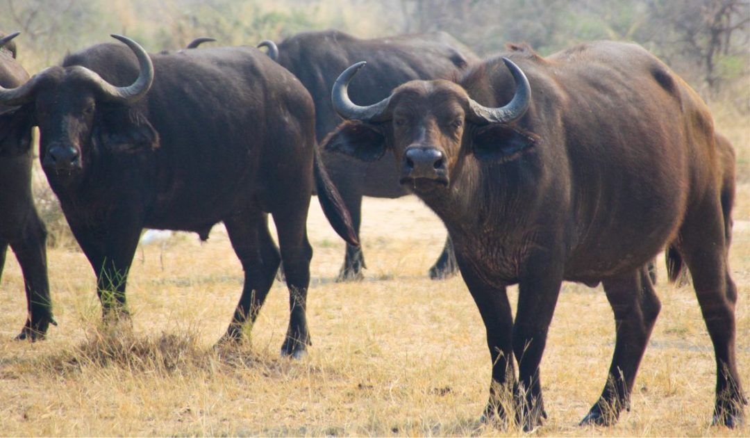 12 Animals You Can Ride: Ranked in Order of Most Unusual – Nayturr