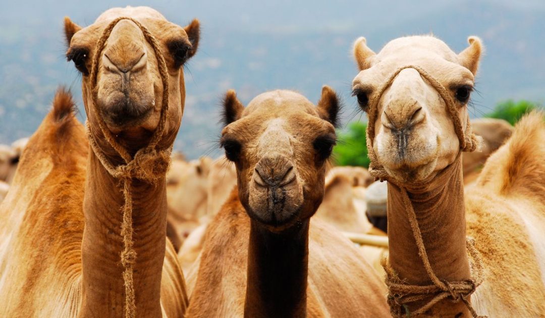 12 Animals You Can Ride: Ranked in Order of Most Unusual – Nayturr