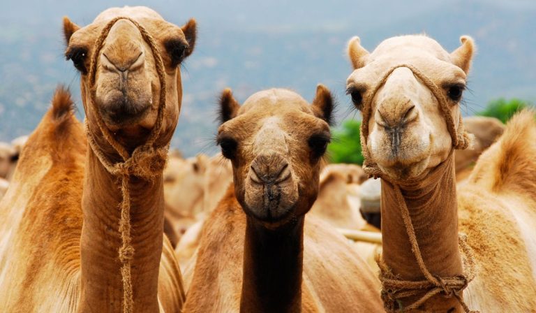 12 Animals You Can Ride: Ranked in Order of Most Unusual – Nayturr