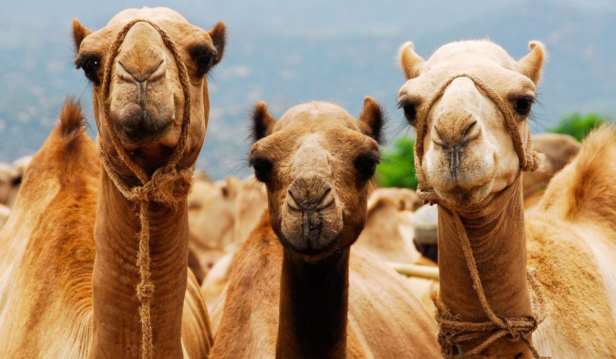 12 Animals You Can Ride: Ranked in Order of Most Unusual – Nayturr