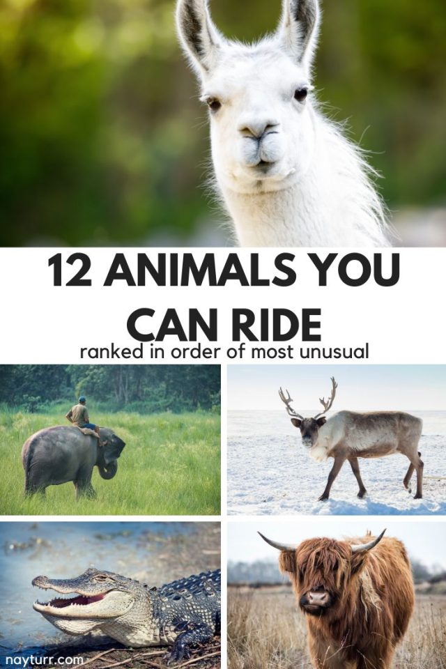 12 Animals You Can Ride: Ranked in Order of Most Unusual – Nayturr