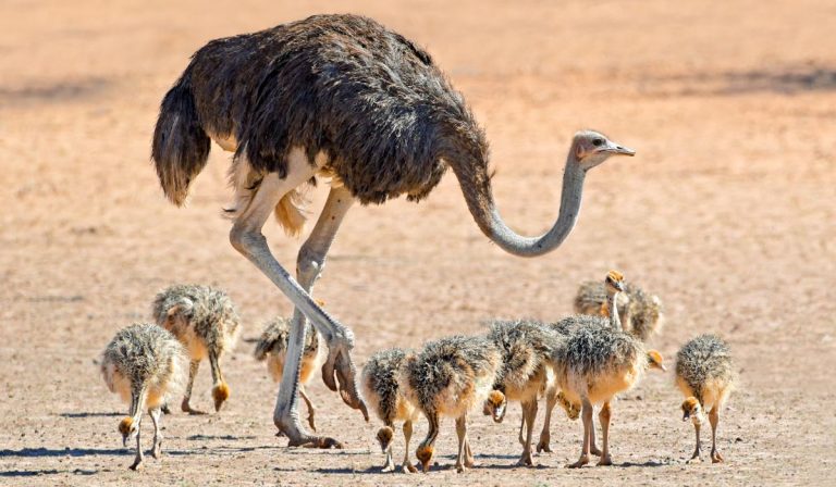 Can You Ride an Ostrich? History, How to, Training & More – Nayturr