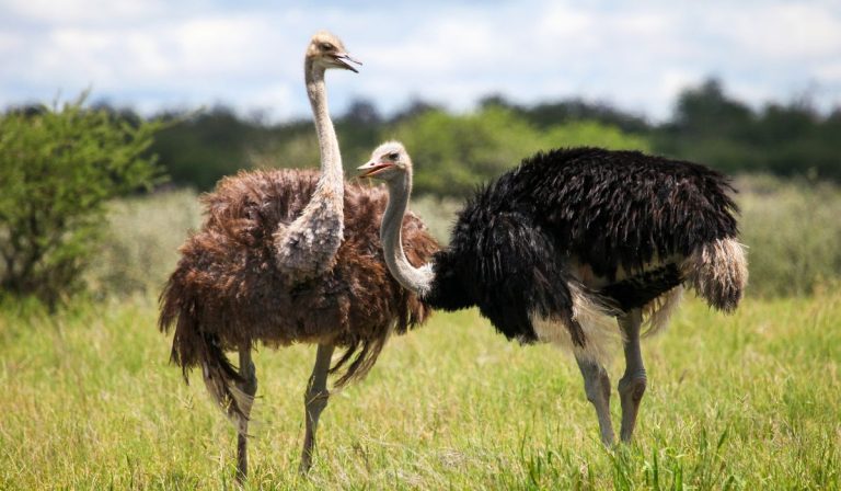 Can You Ride an Ostrich? History, How to, Training & More – Nayturr
