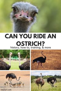 Can You Ride an Ostrich? History, How to, Training & More – Nayturr