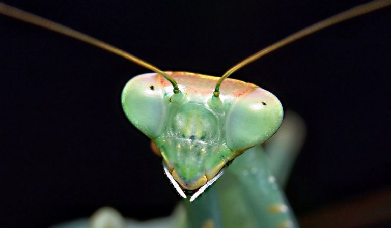 15 Animals With More Than 2 Eyes & Why They Need Them – Nayturr