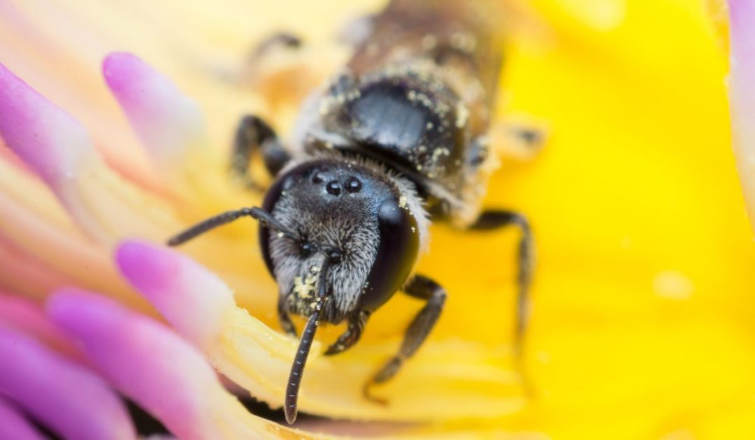 15 Animals With More Than 2 Eyes & Why They Need Them – Nayturr